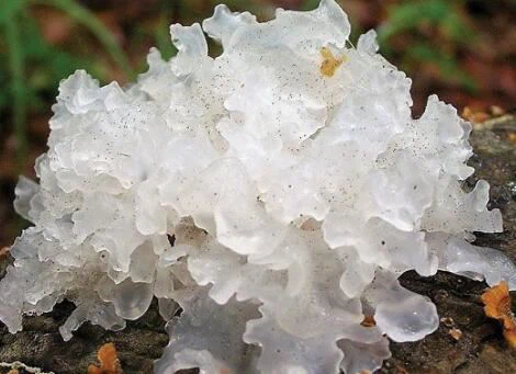 Tremella Benefits - Blog - Undersun Biomedtech Corp