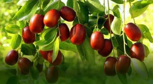 Jujube Seed Powder - Jujube Seed Extract - undersun