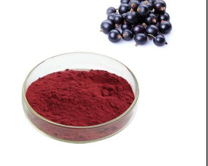 Black Currant Powder - manufacturer - undersun